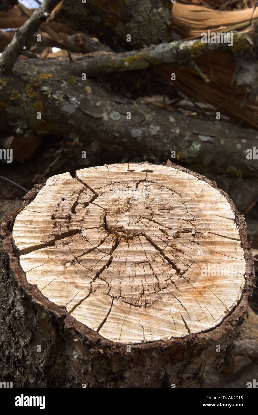 piles of cut wood Stock Photo - Alamy