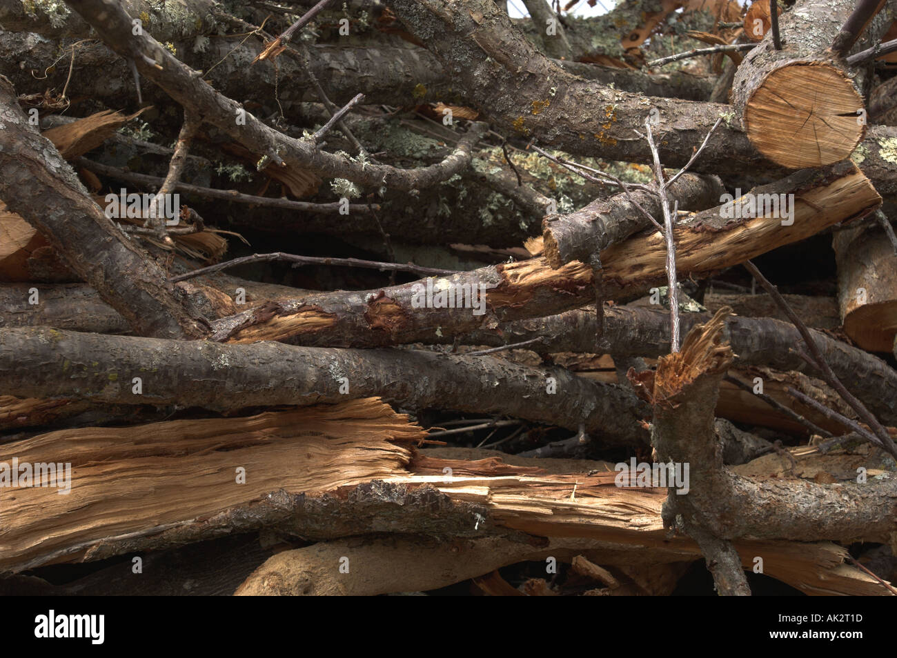 piles of cut wood Stock Photo - Alamy