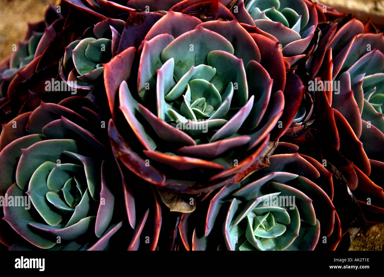 Cactus waxy leaves hi-res stock photography and images - Alamy