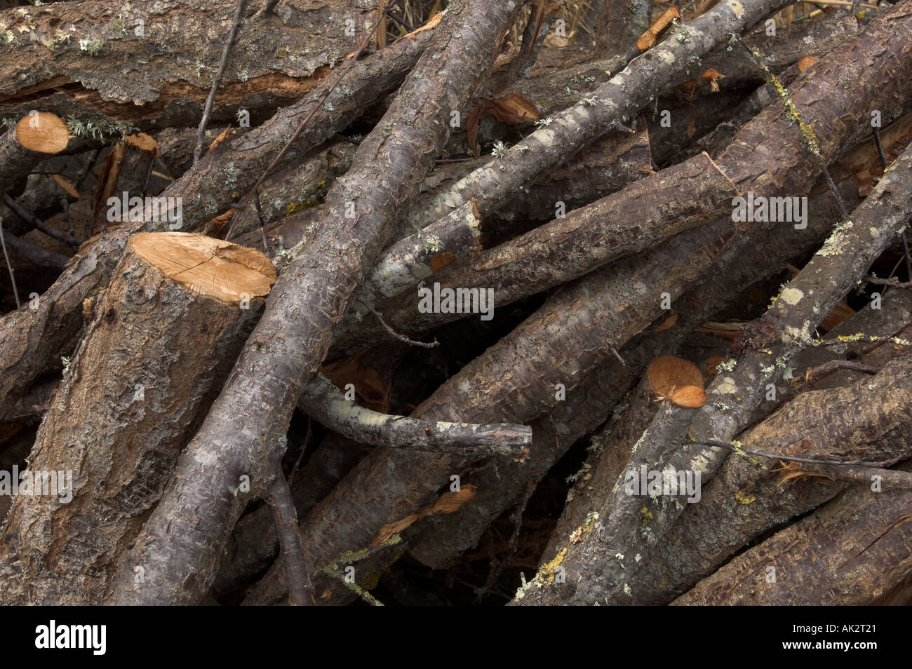 piles of cut wood Stock Photo - Alamy