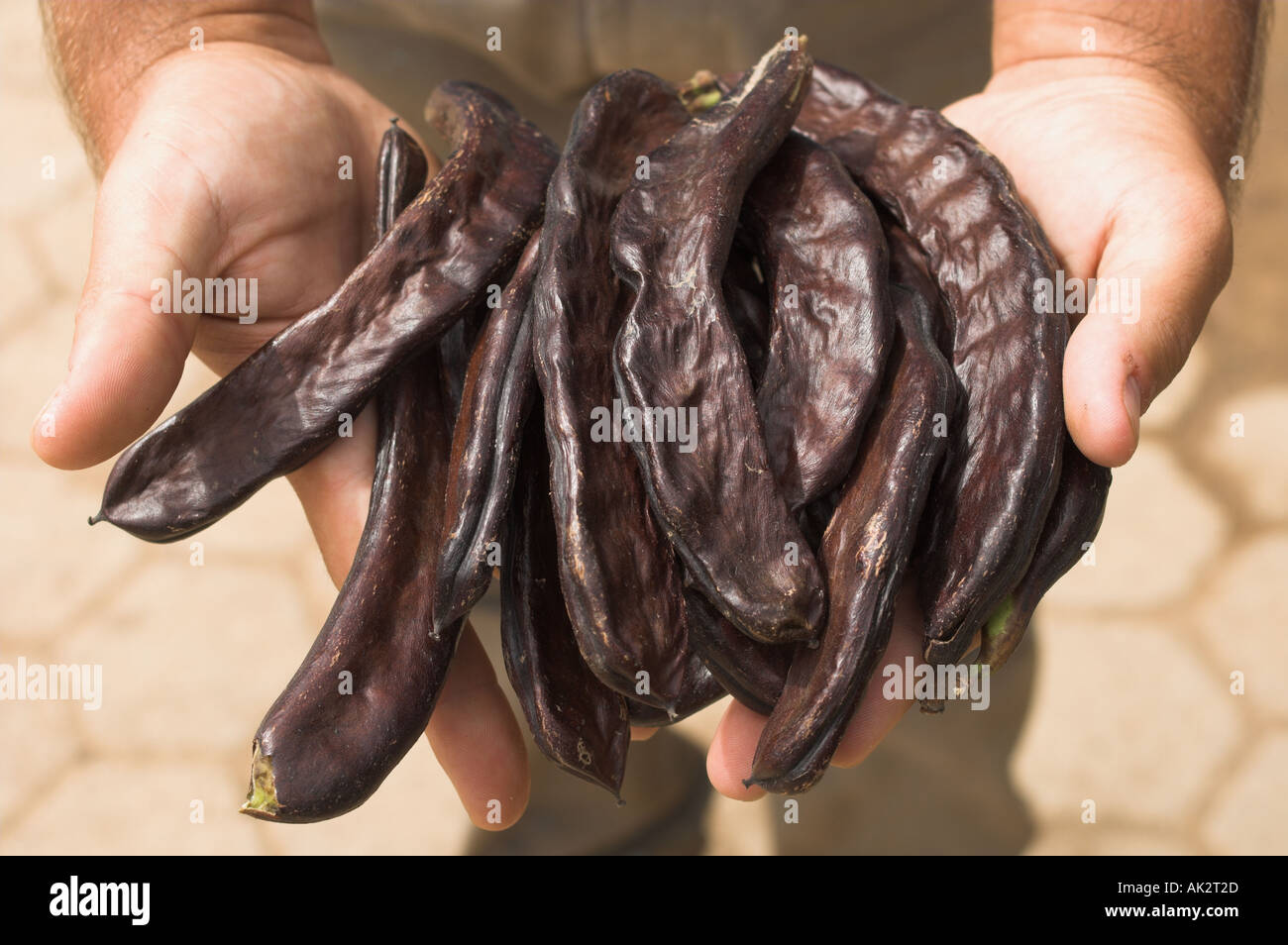 Al harruba dried fruit from mediterranean climate Stock Photo - Alamy