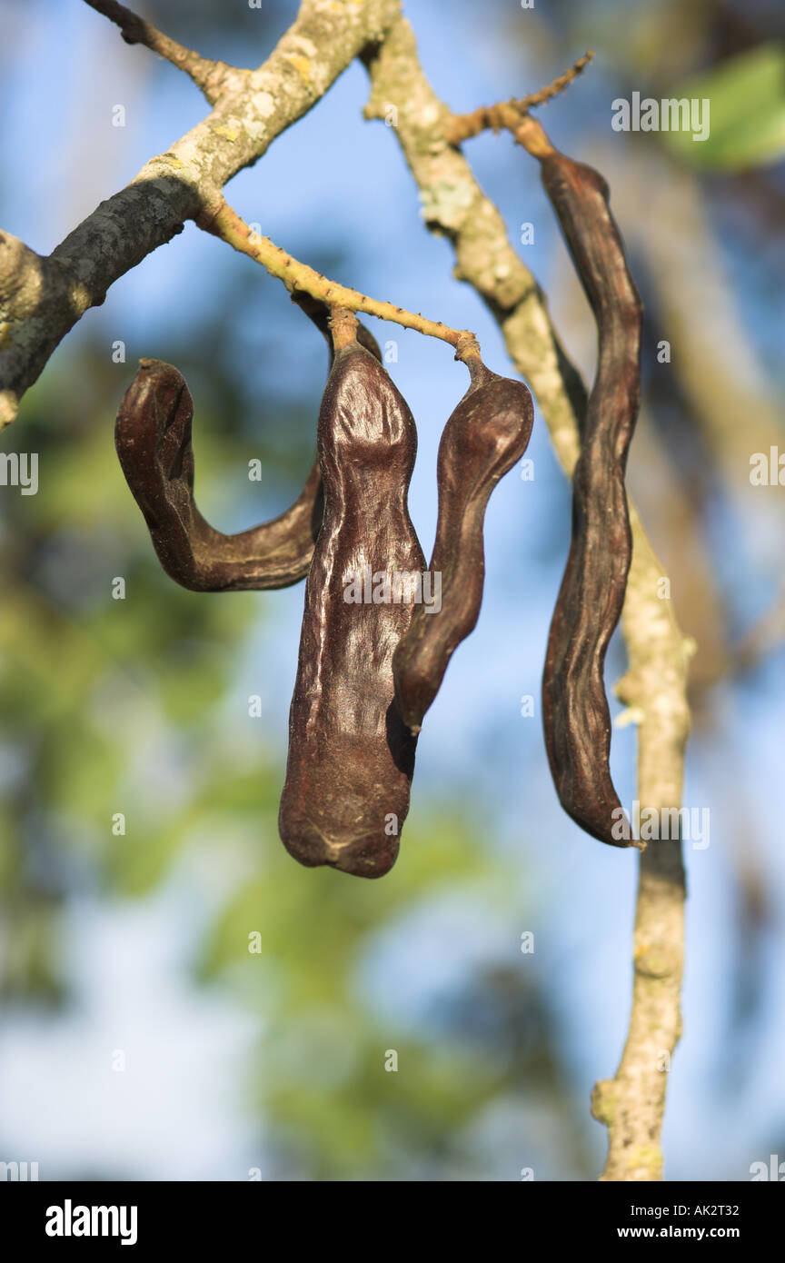 Al harruba dried fruit from mediterranean climate Stock Photo - Alamy