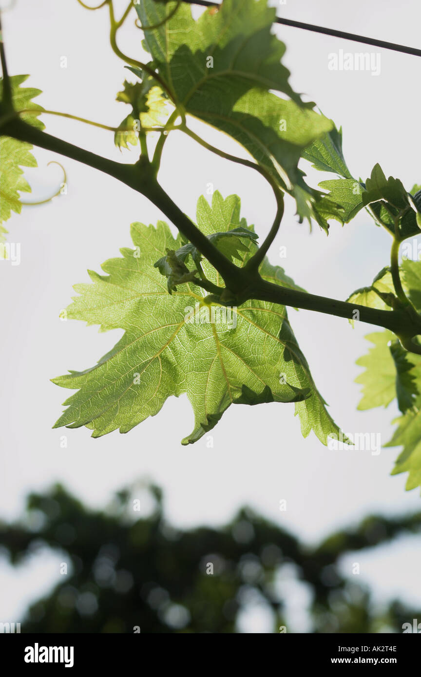 Green grapes grapevine hi-res stock photography and images - Alamy
