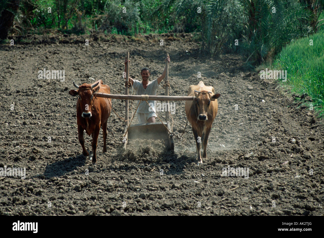 Man at fieldwork Stock Photo - Alamy