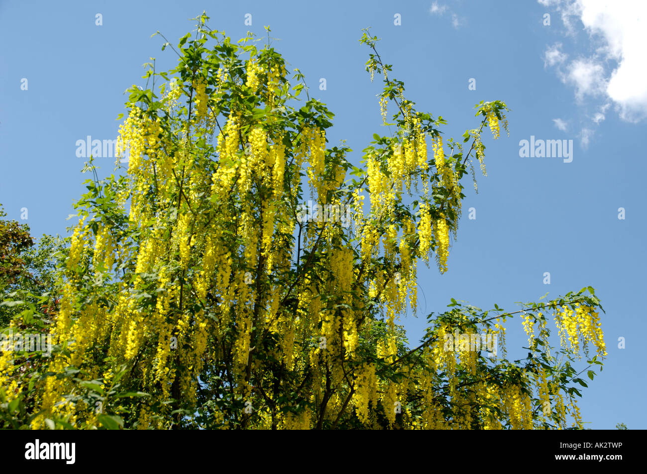 Laburnum bush hi-res stock photography and images - Alamy