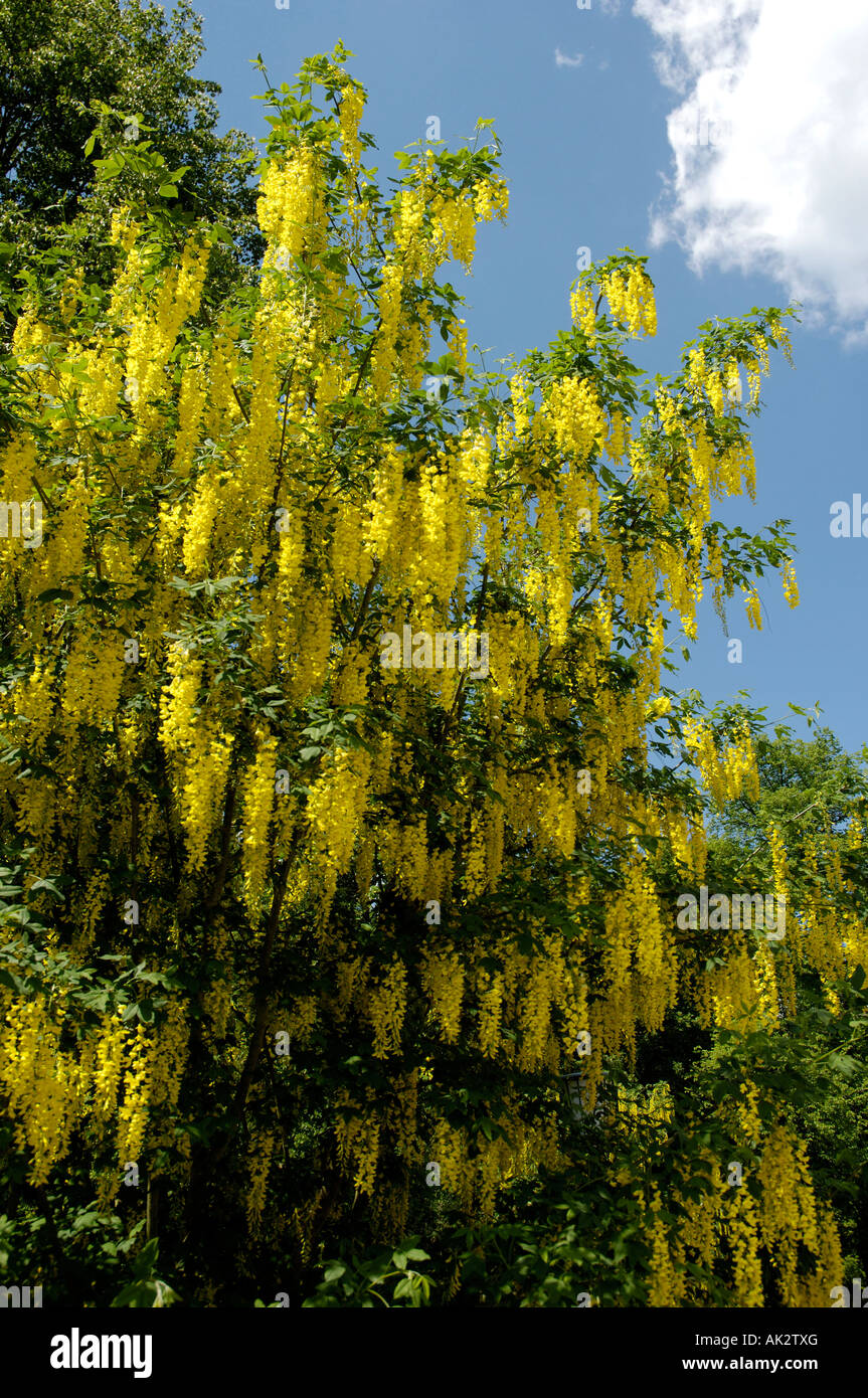 Laburnum bush hi-res stock photography and images - Alamy