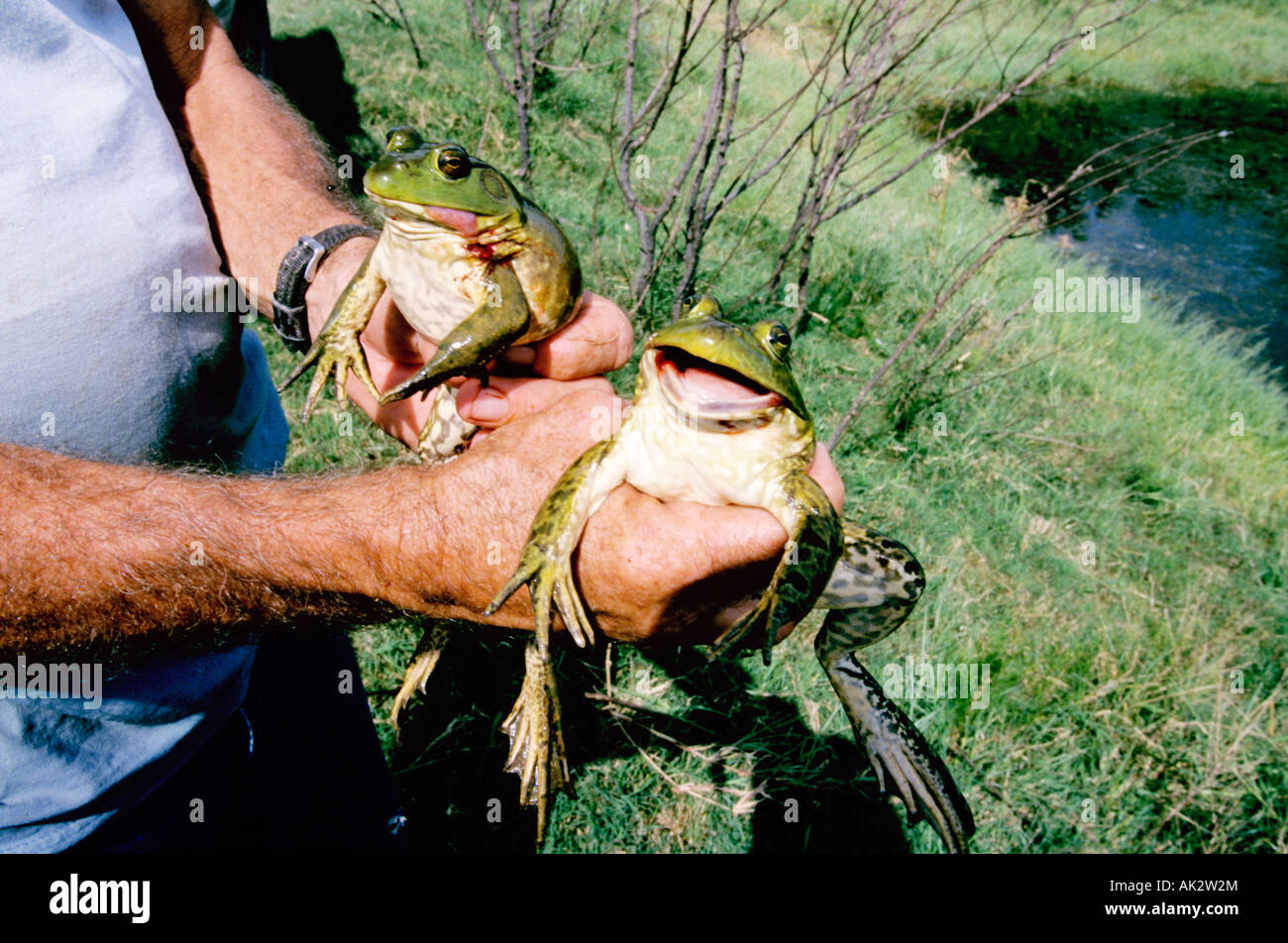 North American Bullfrog Stock Photo - Alamy