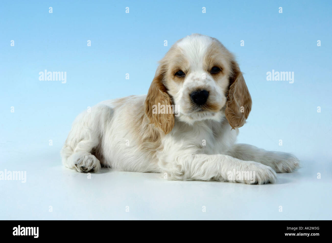 Cocker eye hi-res stock photography and images - Alamy