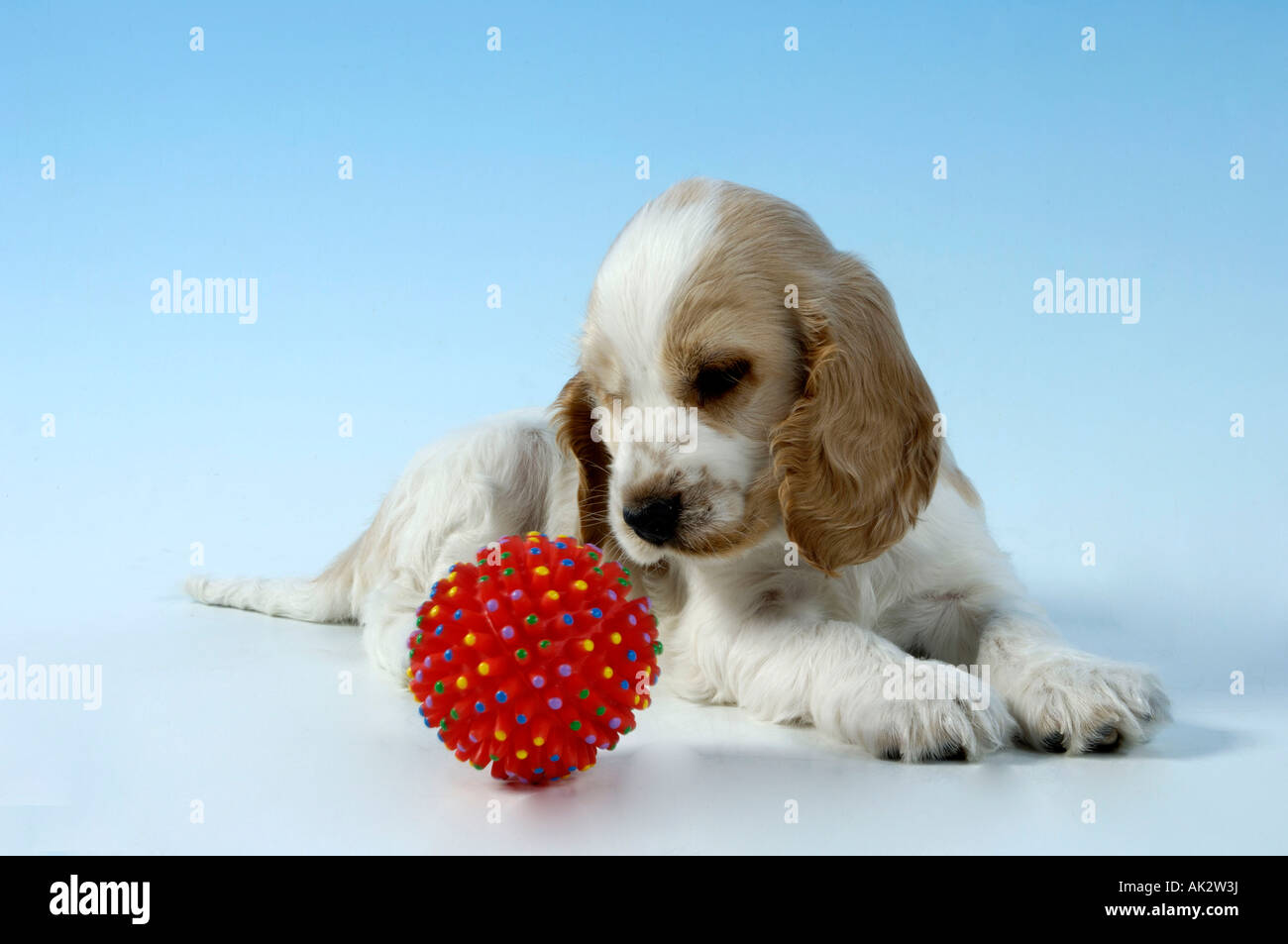 English Cocker Spaniel Stock Photo - Alamy