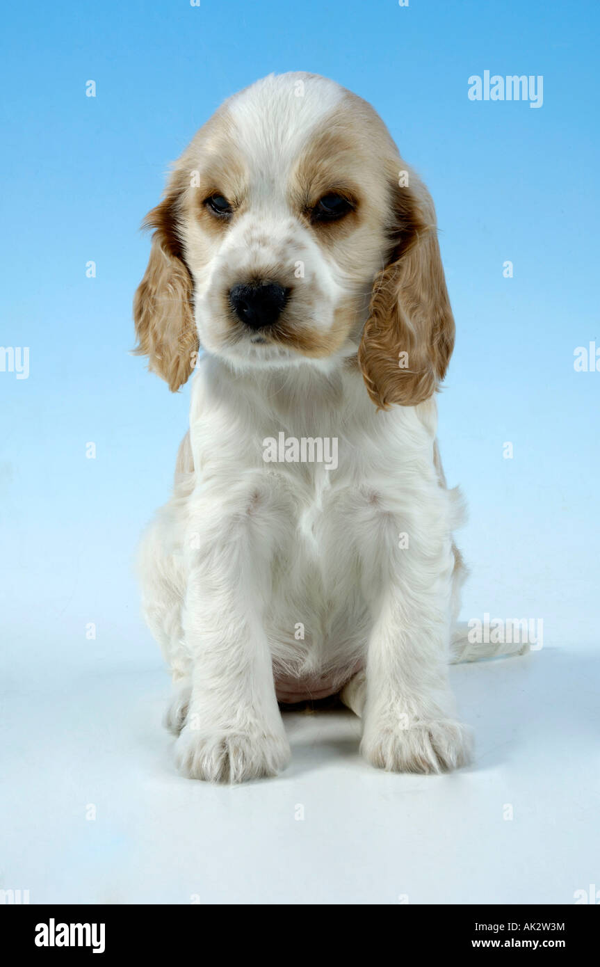 English cocker spaniel on Cut Out Stock Images & Pictures - Alamy
