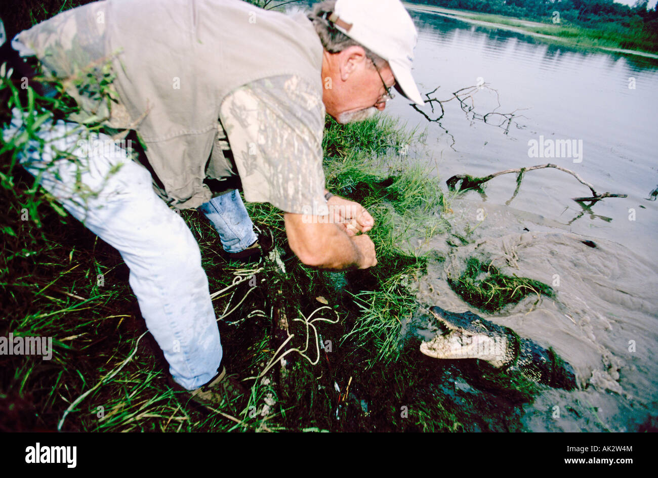 Man catching american alligator hi-res stock photography and images - Alamy