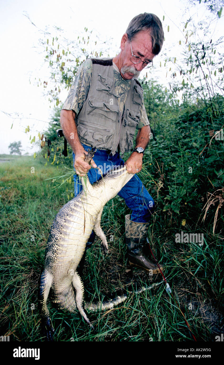 Man catching american alligator hi-res stock photography and images - Alamy