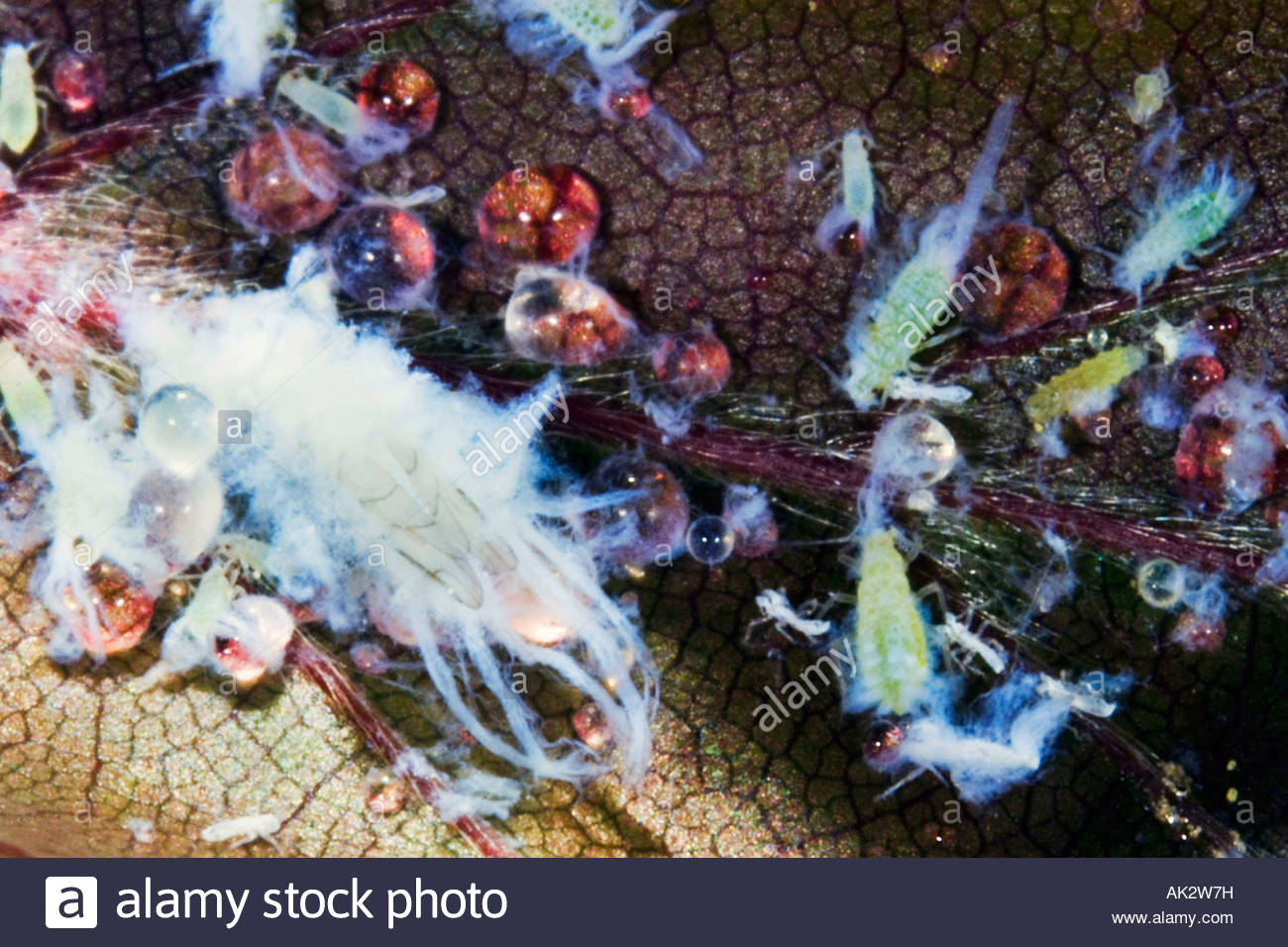 Woolly Aphids Stock Photos & Woolly Aphids Stock Images - Alamy