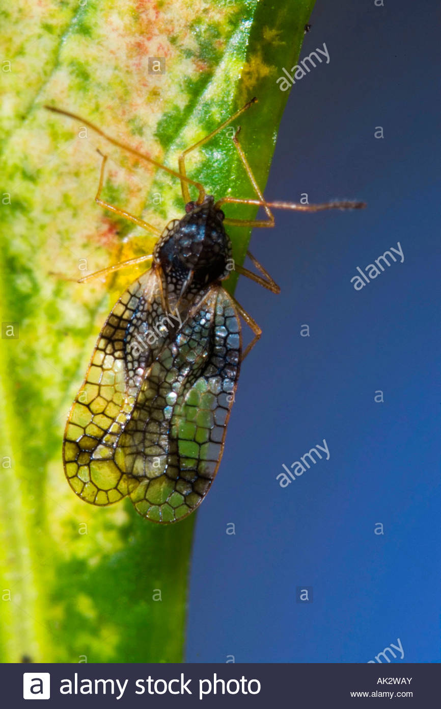 Stephanitis Stock Photos & Stephanitis Stock Images - Alamy