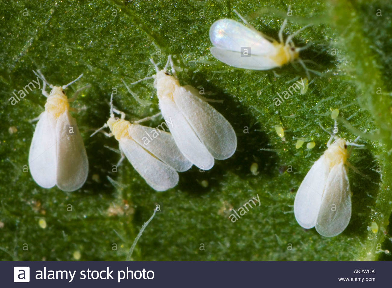 Trialeurodes Stock Photos & Trialeurodes Stock Images - Alamy