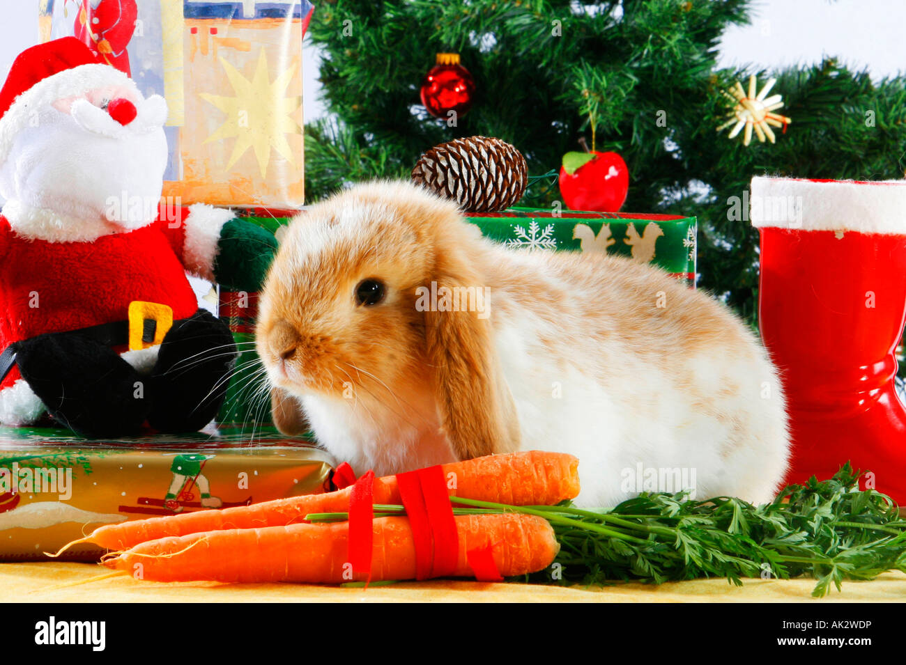 Lop-eared Dwarf Rabbit Stock Photo - Alamy