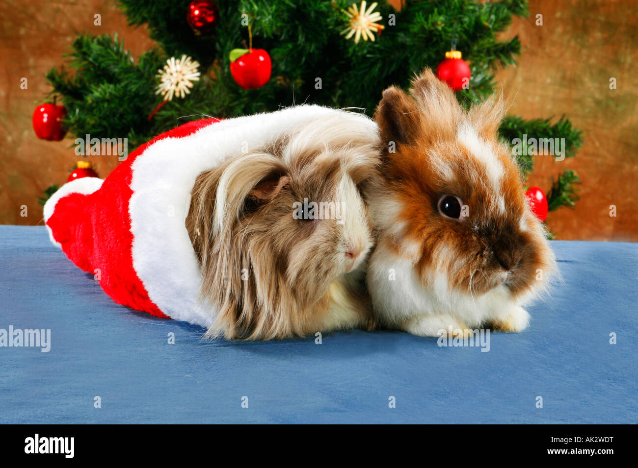 Dwarf Rabbit and Guinea Pig Stock Photo - Alamy