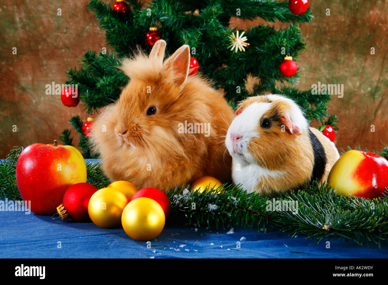 Dwarf Rabbit and Guinea Pig Stock Photo - Alamy