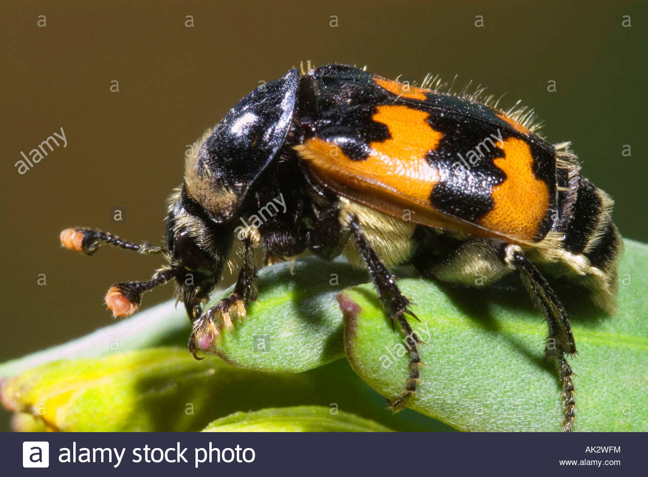 Necrophorus Stock Photos & Necrophorus Stock Images - Alamy