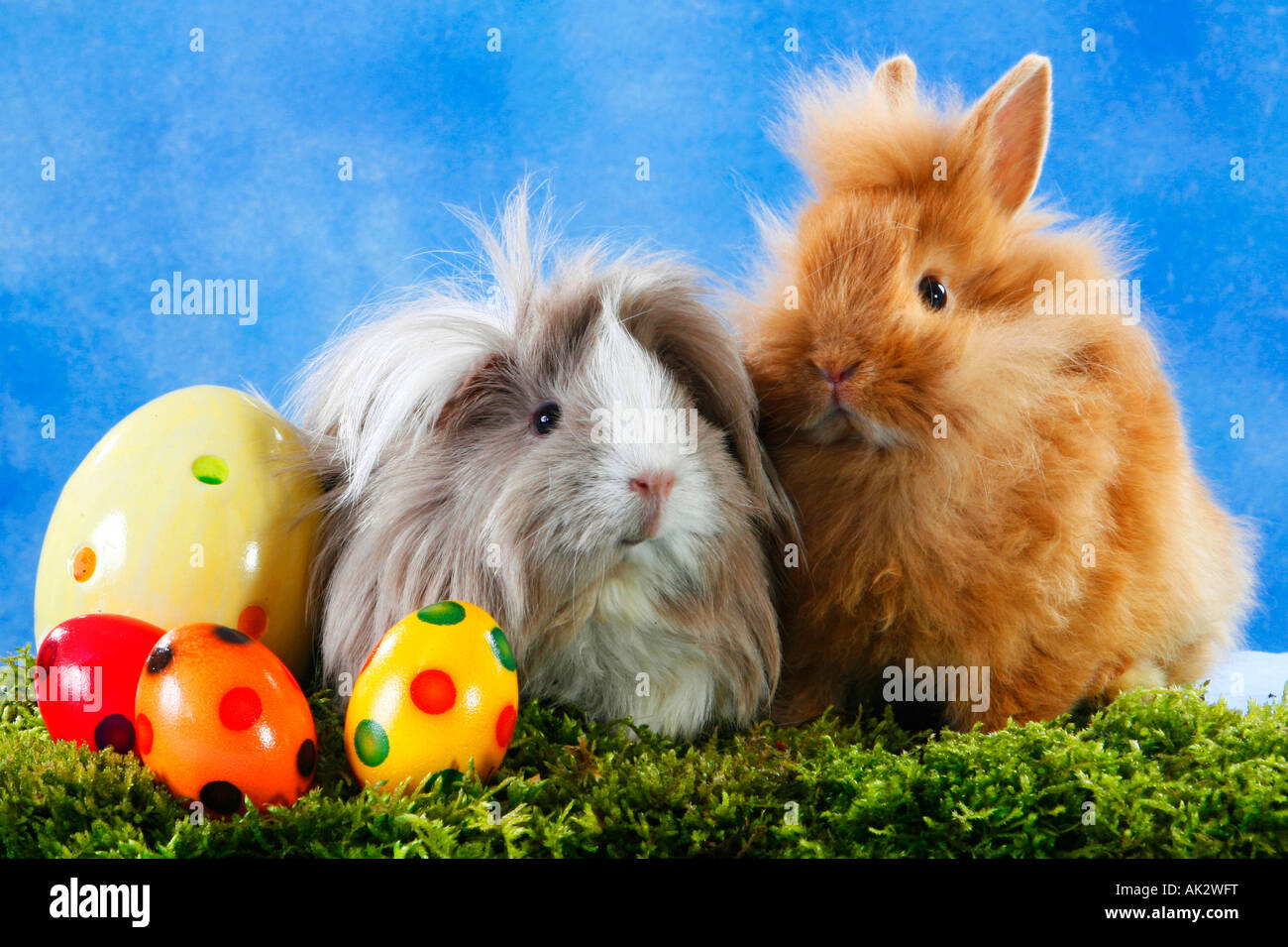 Dwarf Rabbit and Guinea Pig Stock Photo - Alamy