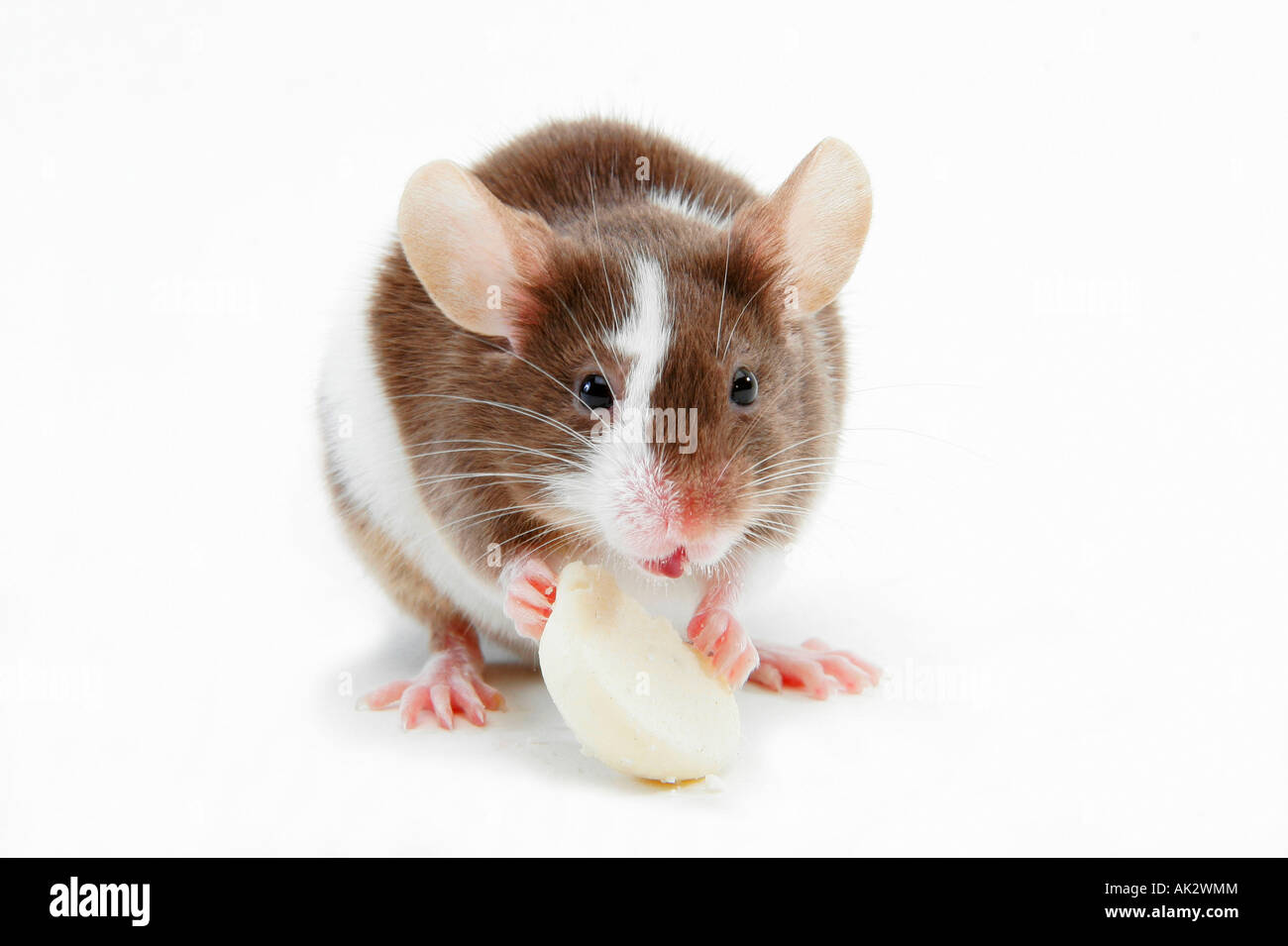 Adult eating mouse Cut Out Stock Images & Pictures - Alamy