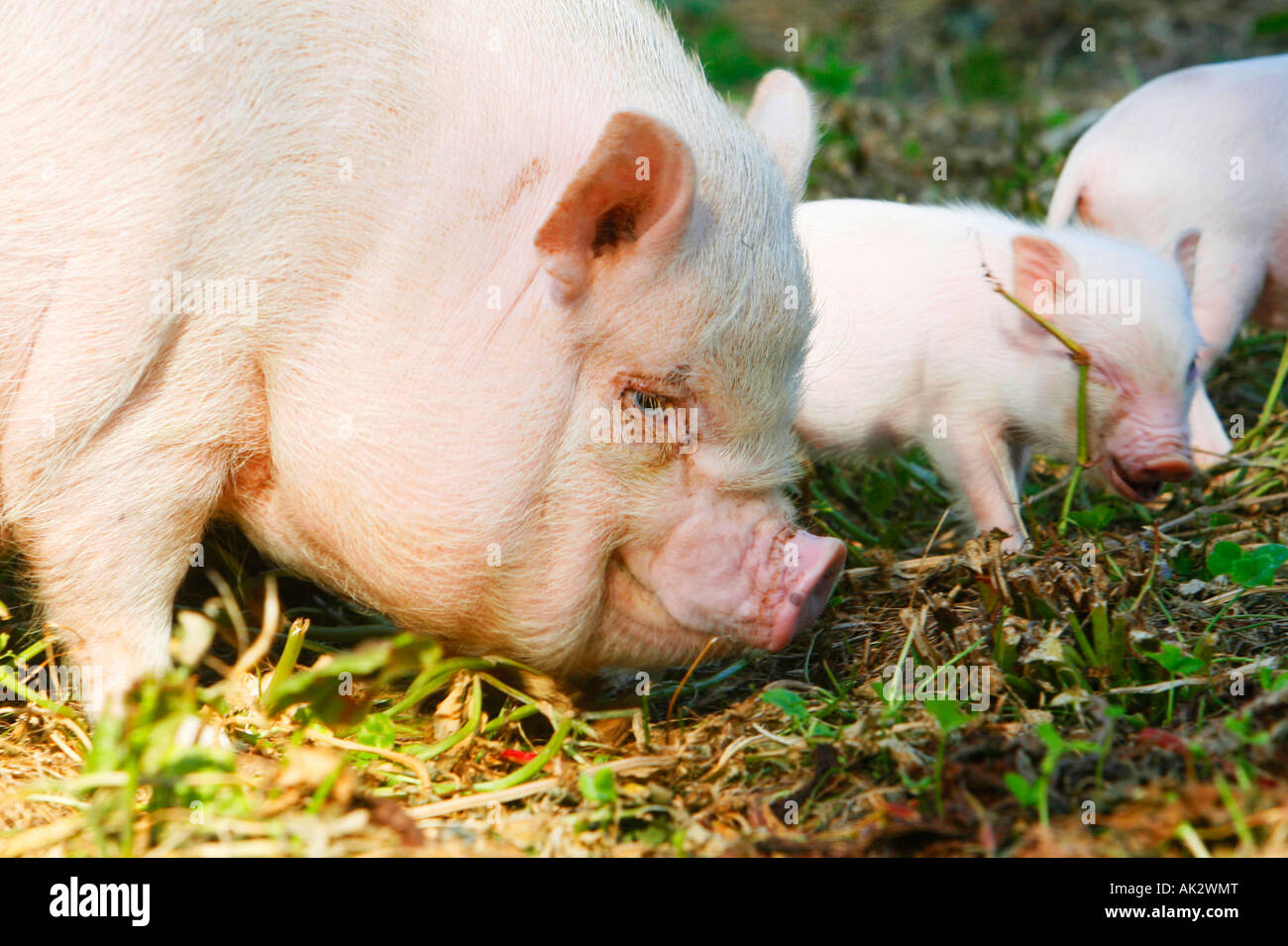 Mini pig family hi-res stock photography and images - Alamy