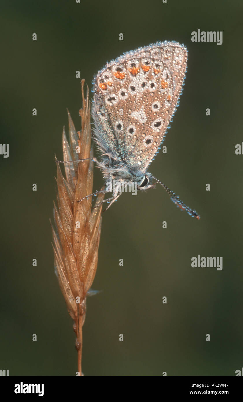 Common blue butterfly with wings down hi-res stock photography and ...