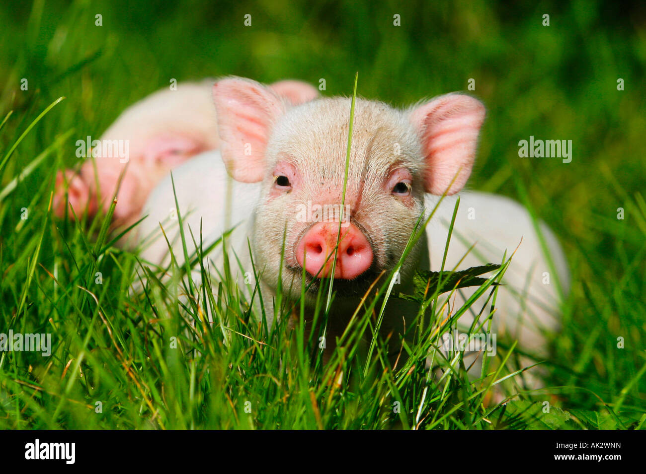 Pig eye contact hi-res stock photography and images - Alamy