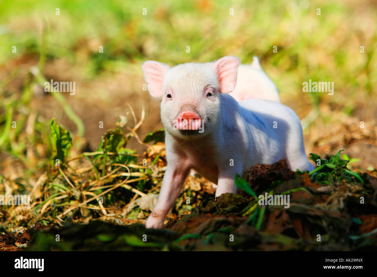 Mini pig hi-res stock photography and images - Alamy