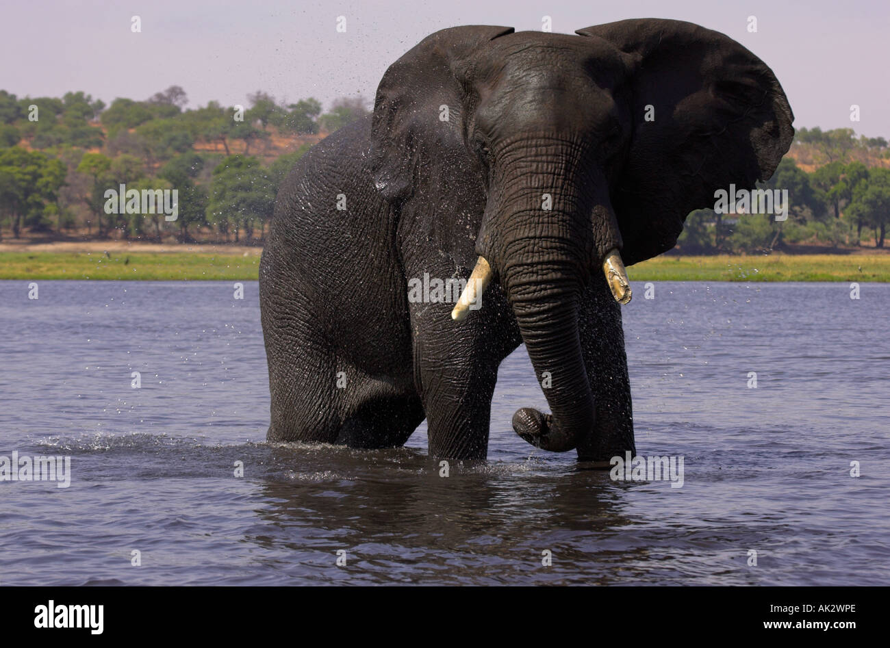Bull Elephant crossing Chobe river showing aggression to the ...