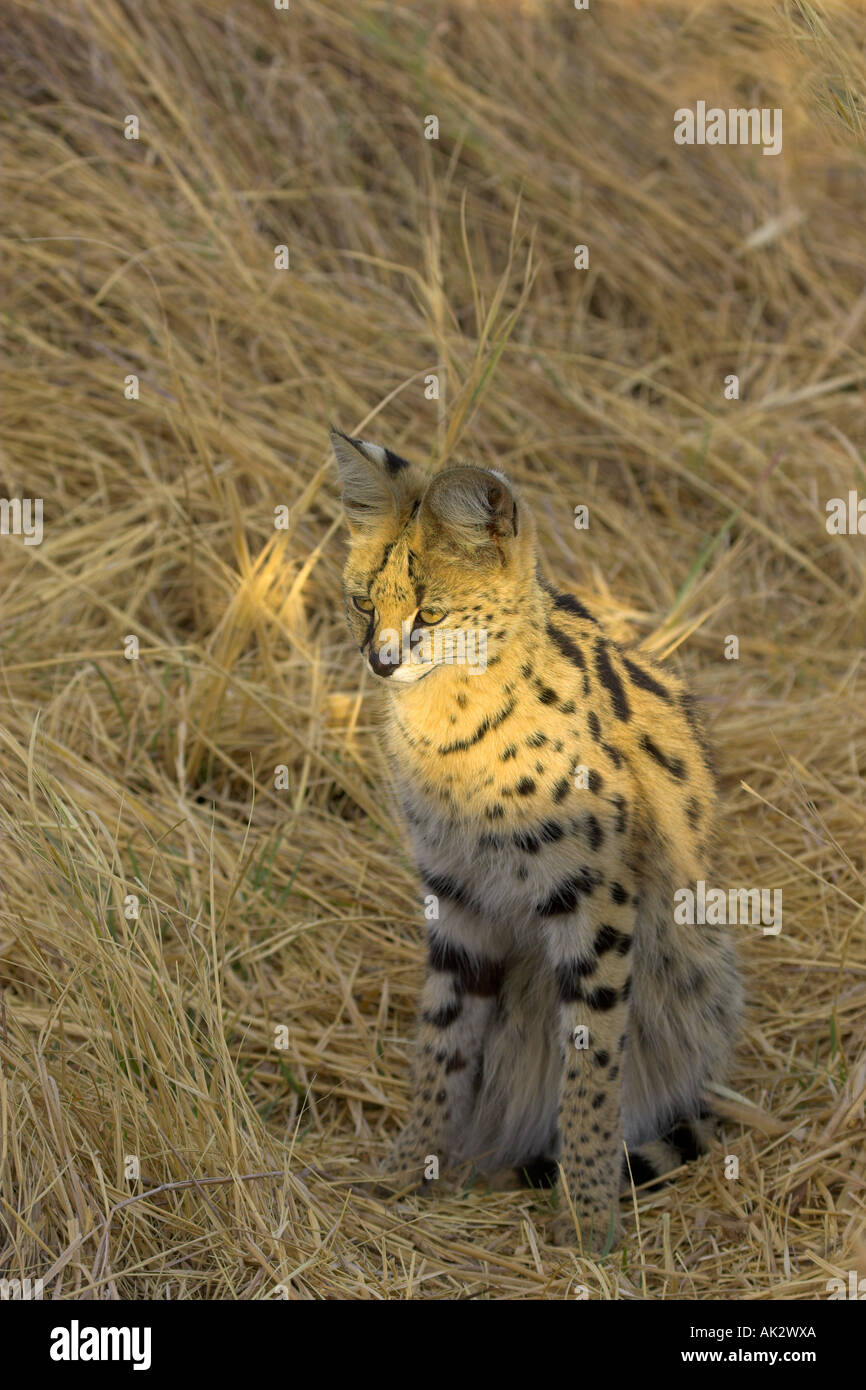 Serval Felis serval Hunting for small rodents Stock Photo - Alamy
