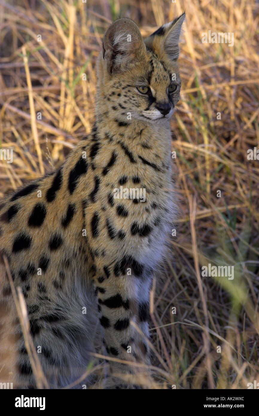 Serval Felis serval Hunting for small rodents Stock Photo - Alamy
