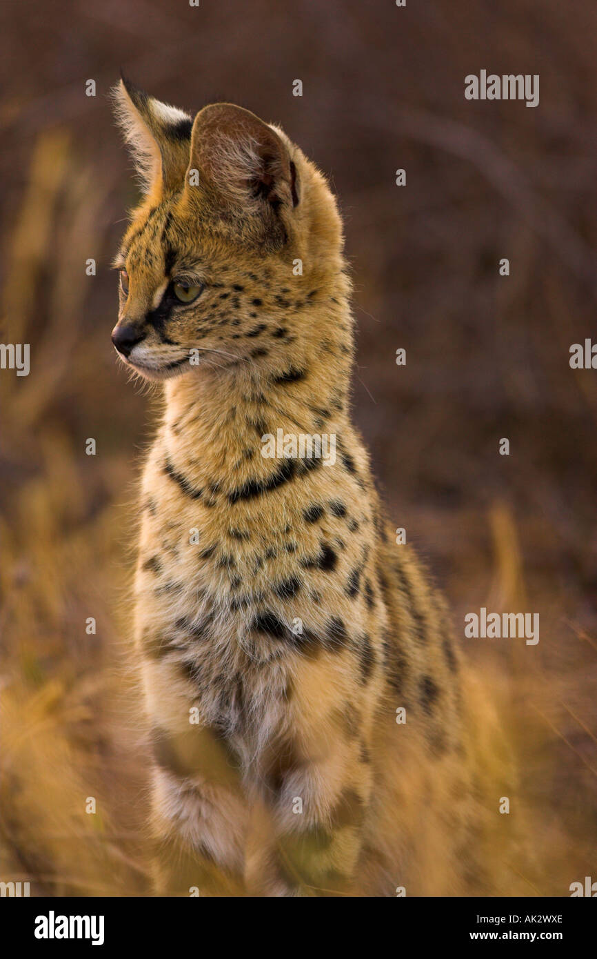 Serval Felis serval Hunting for small rodents Stock Photo - Alamy