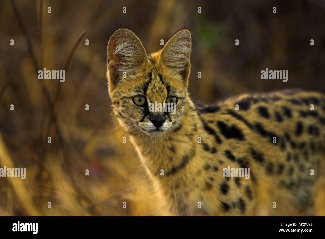 Serval Felis serval Hunting for small rodents Stock Photo - Alamy