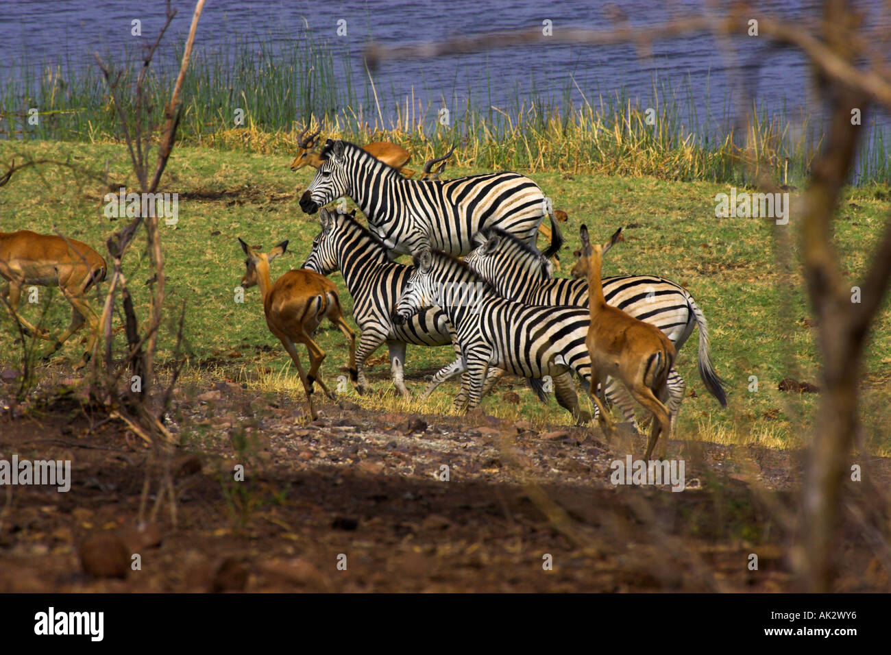 Zebra and impala hi-res stock photography and images - Alamy