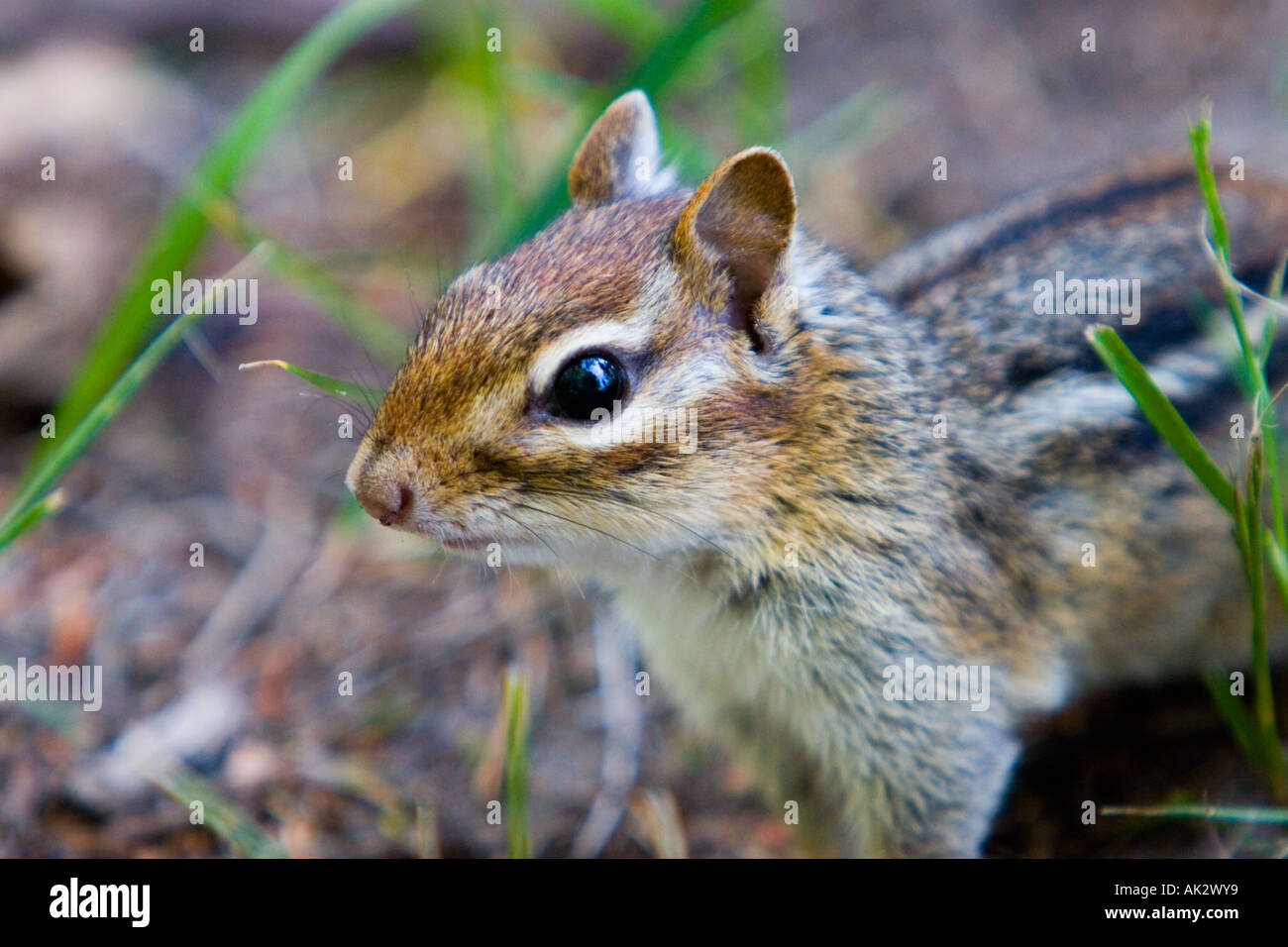 Chipmunk ears hi-res stock photography and images - Alamy