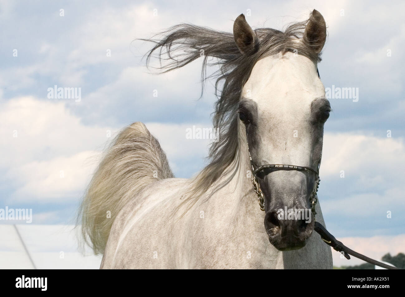 Arab horse hi-res stock photography and images - Alamy