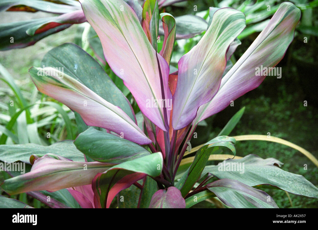 Godavari nepal hi-res stock photography and images - Alamy
