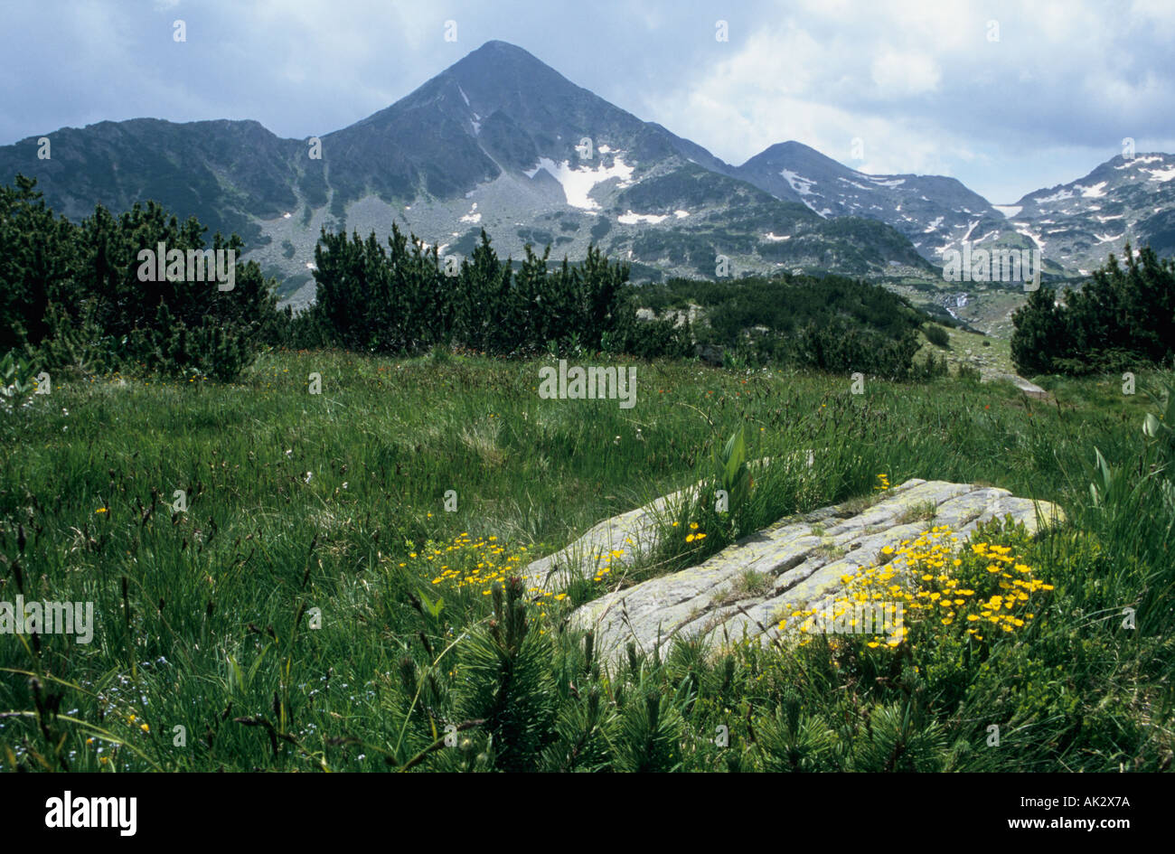 Alpine meadow in Popovoozeren Cirkus Pirin National Park Bulgaria Stock ...
