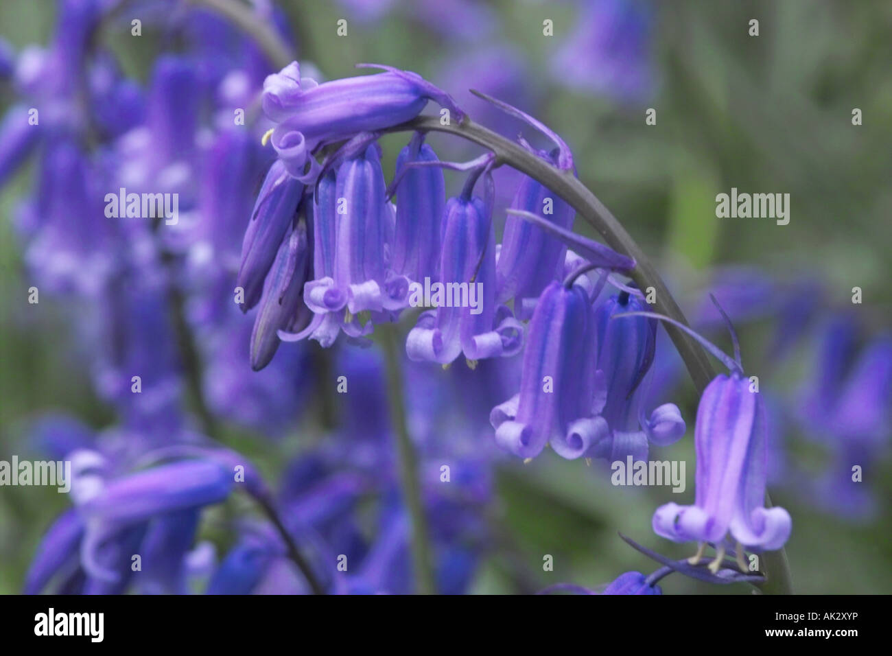 Closeup of Bluebell flowers Stock Photo - Alamy
