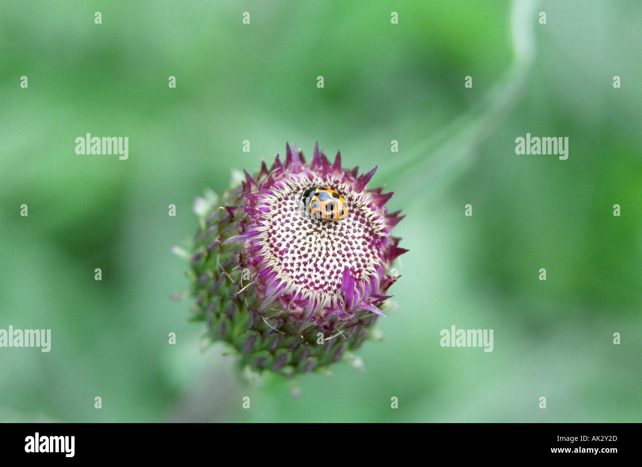 Insect beetle bulgarian fauna hi-res stock photography and images - Alamy