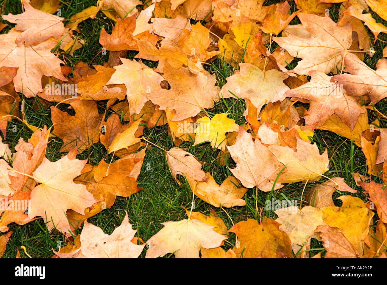 Autumn Leaves on Ground Stock Photo - Alamy