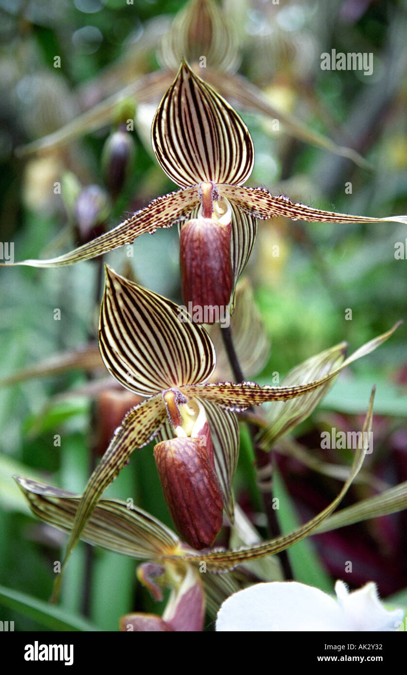 Orchid blooms, japan hi-res stock photography and images - Alamy