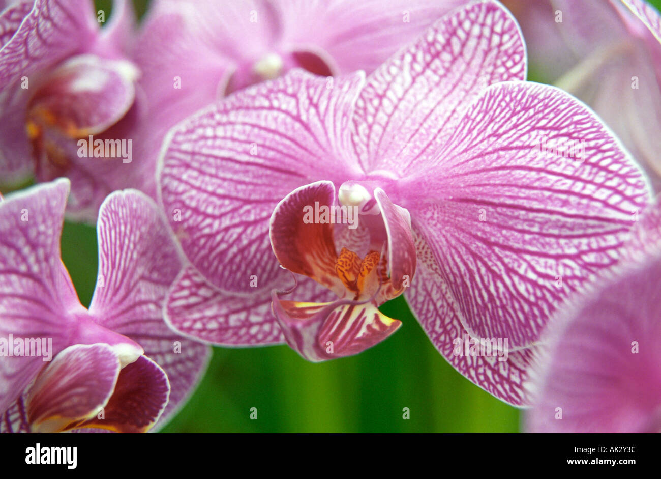 Orchid blooms, japan hi-res stock photography and images - Alamy