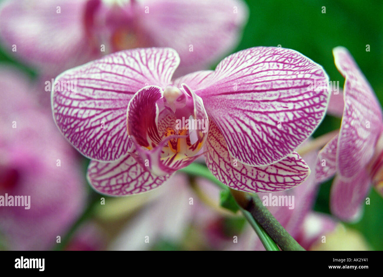 Orchid blooms, japan hi-res stock photography and images - Alamy