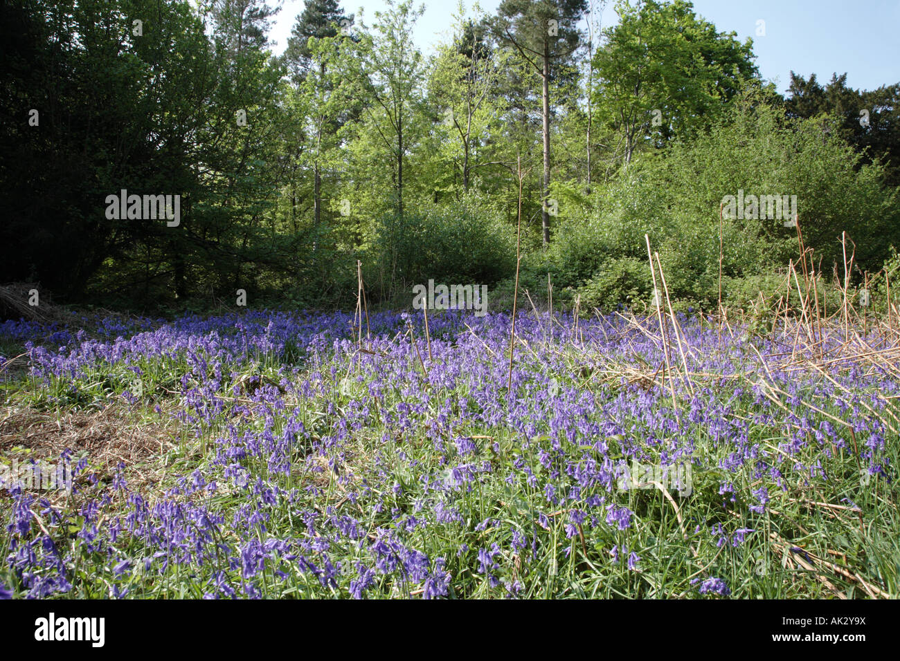 Woodland spring gardens blue hi-res stock photography and images - Alamy