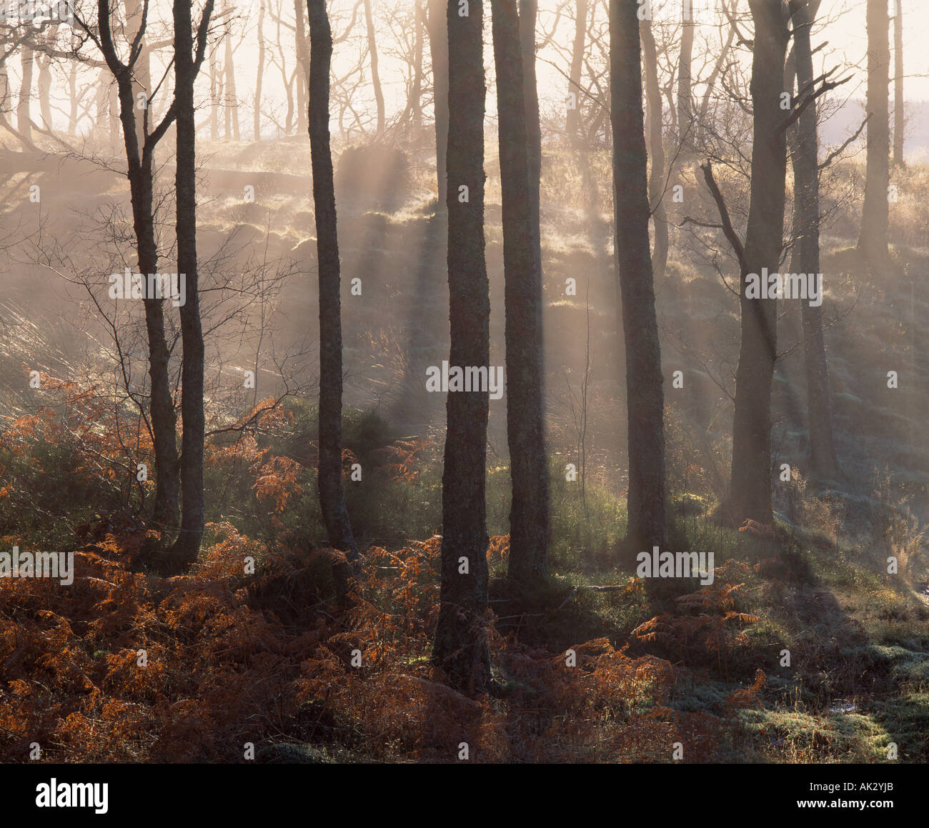 Silhouetted trees in the Queen Elizabeth Forest Park near Aberfoyle ...
