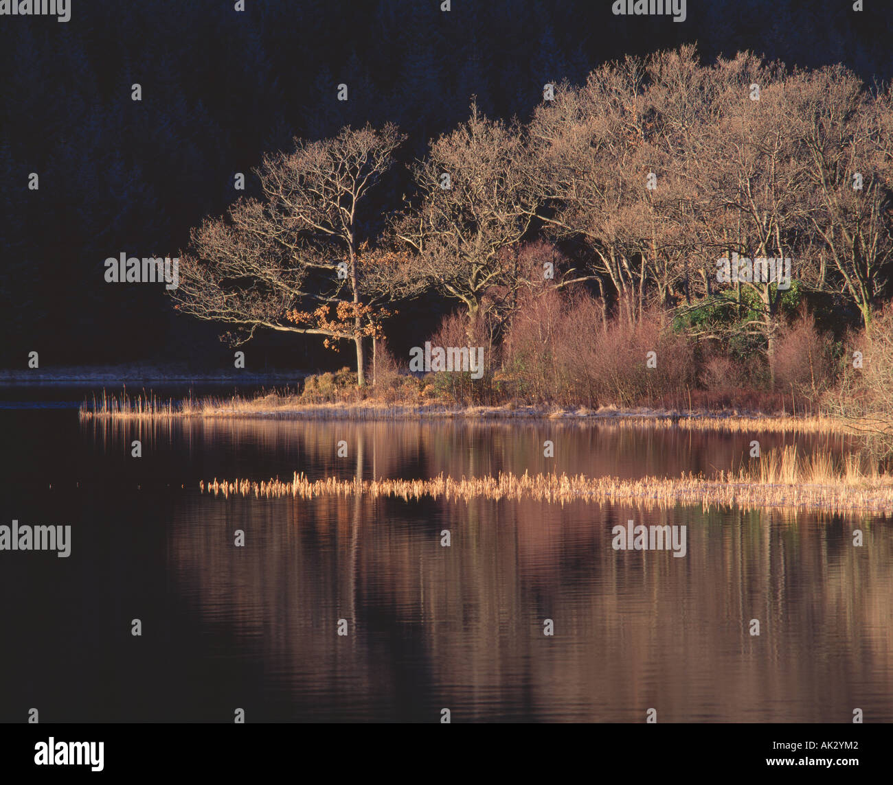 Loch Chon near Aberfoyle, the Trossachs, Stirling, Scotland, UK Stock ...