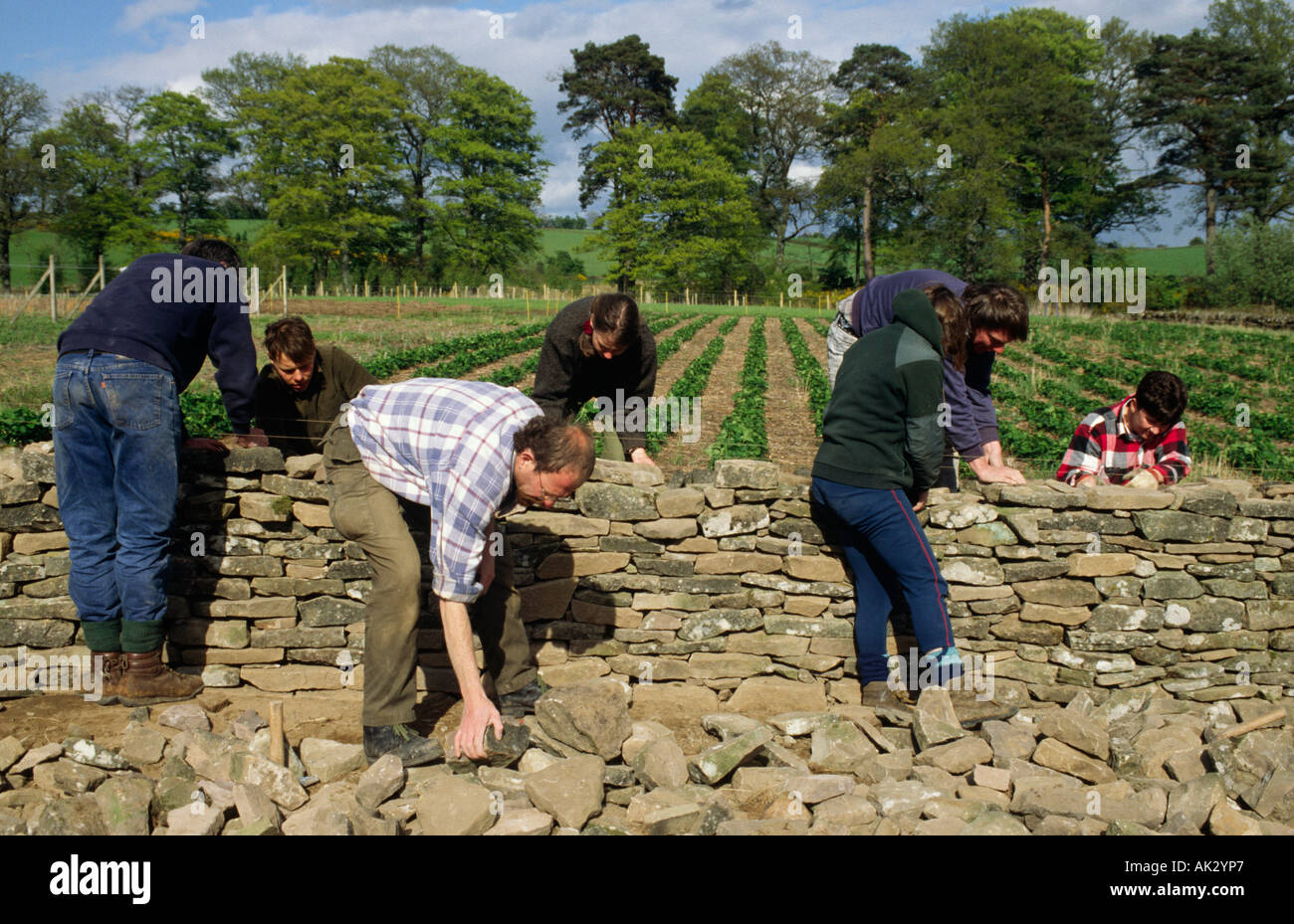 Conservation volunteers learning the art of dry stone walling Stock ...