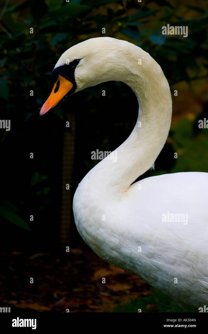 Proud swan with neck outstretched, London, England, UK Stock Photo - Alamy